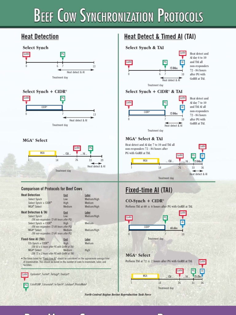Beef Cow Synchronization Protocols | PDF | Cattle | Land Management