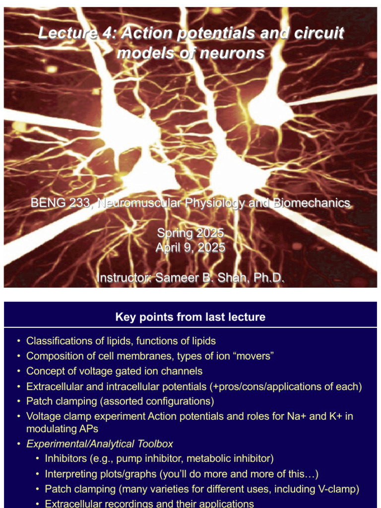 Spring2025 BENG233 Lecture4 | PDF | Action Potential | Depolarization