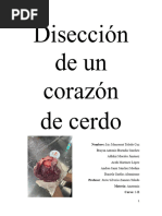 Guía de Disección del Corazón | PDF | Corazón | Vena