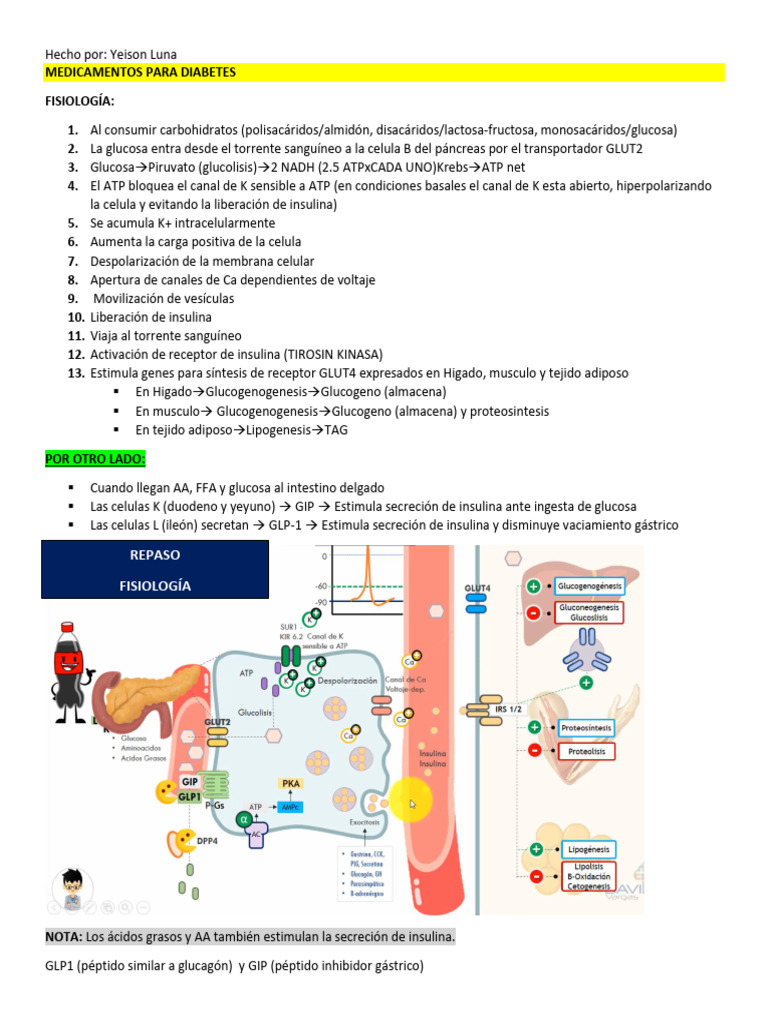 Medicamentos Diabetes Tipo II | PDF | Insulina | Hipoglucemia