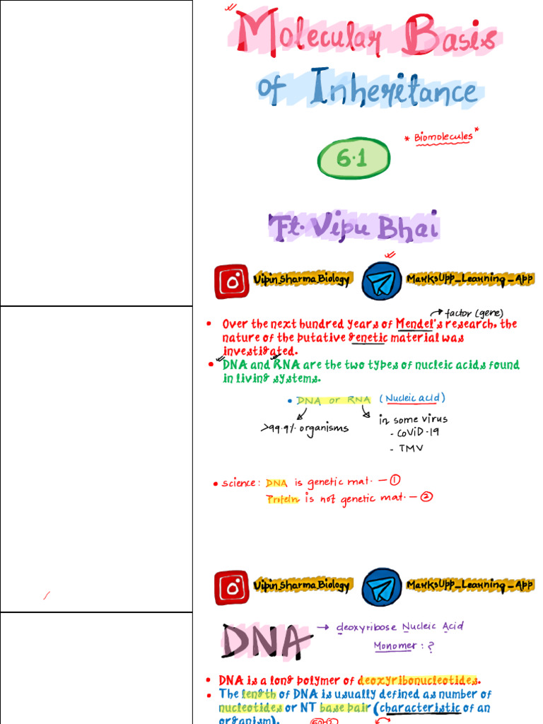 Molecular Basis of Inheritance | PDF | Operon | Translation (Biology)