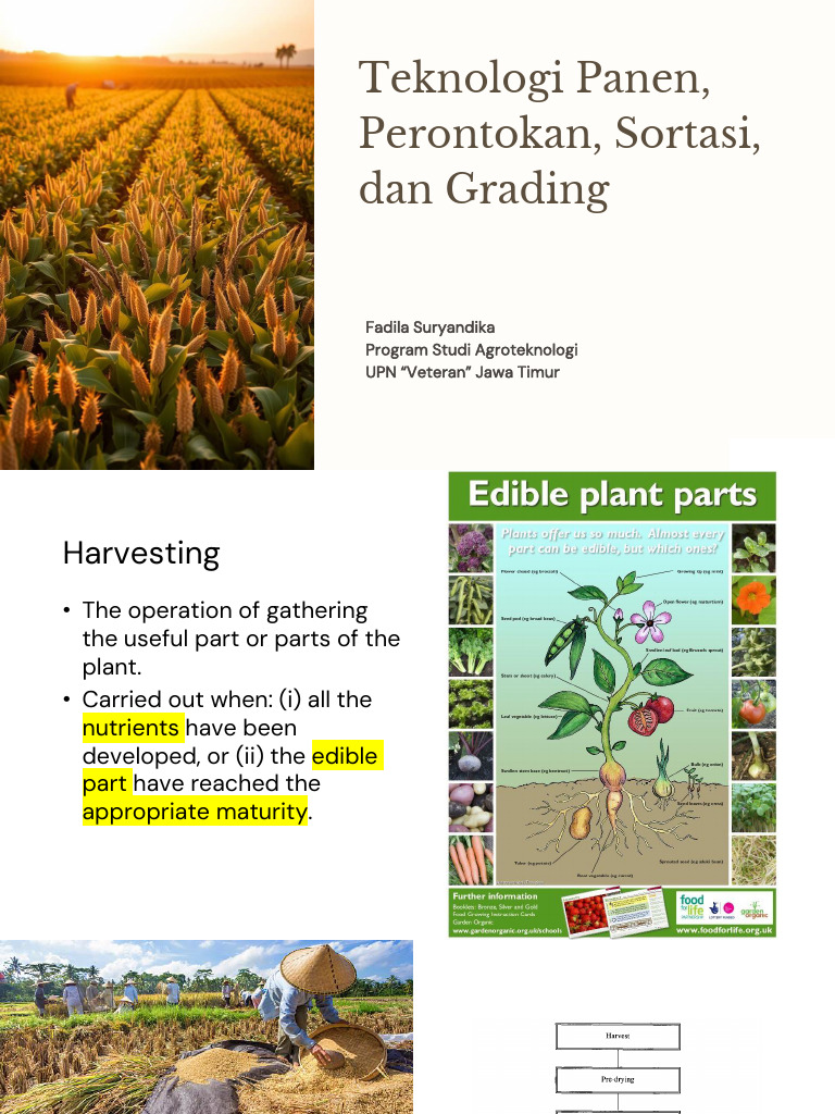Panen, Sortasi, Grading | PDF