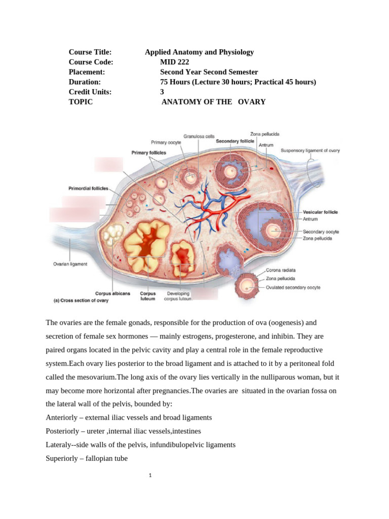 Anatomy of the Ovaries | PDF | Ovary | Peritoneum