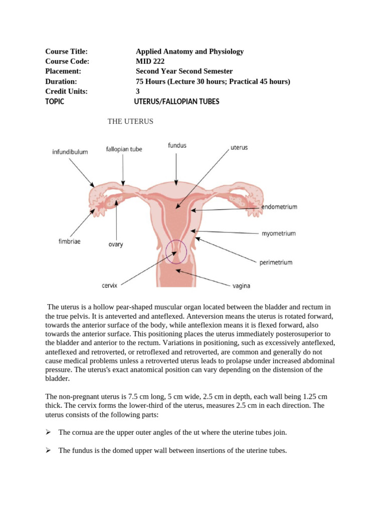 Anatomy of Uterus and FT | PDF | Uterus | Peritoneum