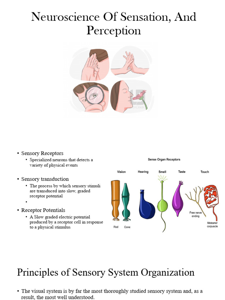 Neuroscience of Sensation and Perception | PDF | Senses | Perception