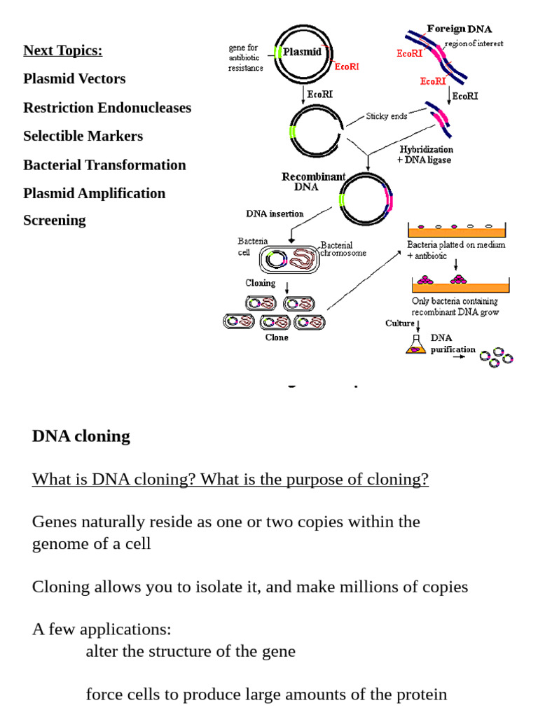 DNA Cloning and Plasmid Vectors Guide | PDF | Molecular Cloning | Plasmid