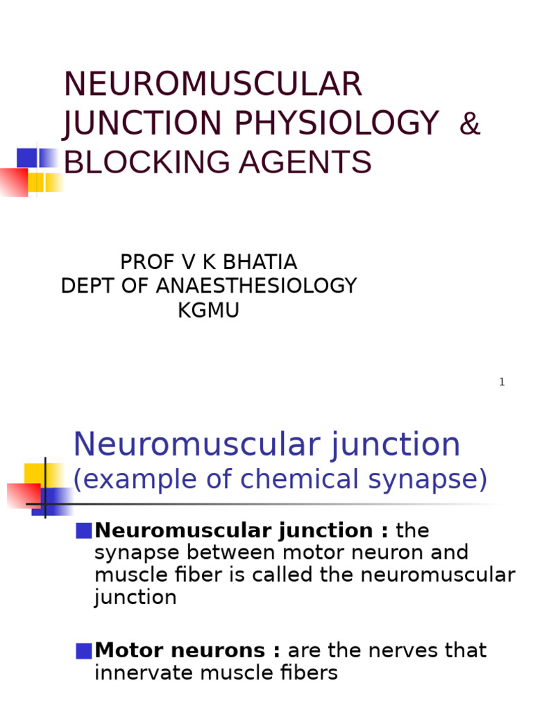 Neuromuscular Junction Physiology & Agents | PDF | Neuromuscular ...