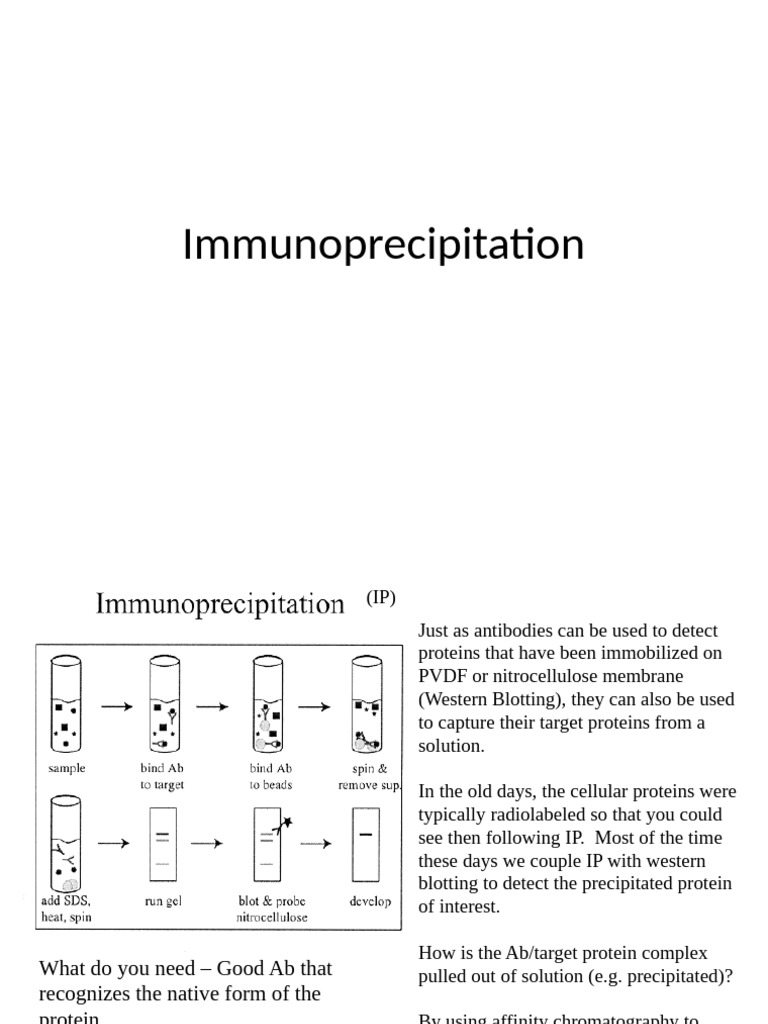 L16 Immunoprecipitation | PDF | Immunoprecipitation | Antibody