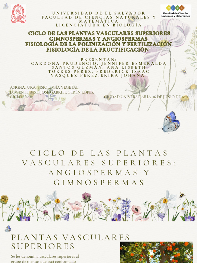 Ciclo de Plantas Vasc. Superiores: Gimnospermas y Angiospermas | PDF ...