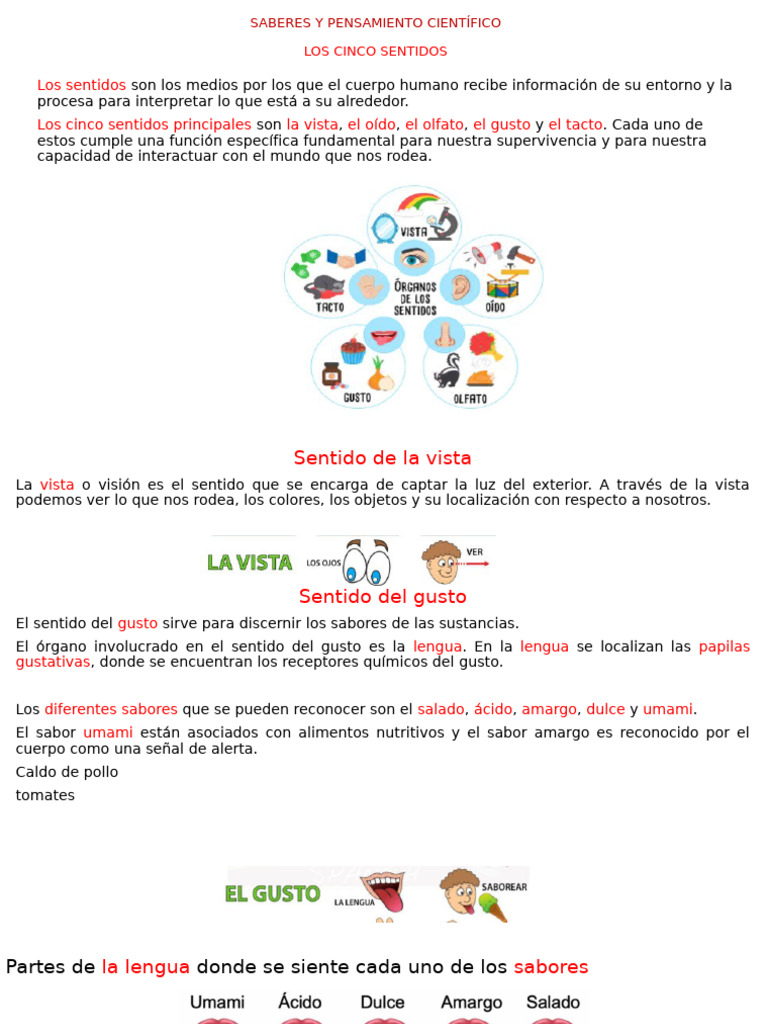 Funciones de los cinco sentidos humanos | PDF | Sentidos | Gusto