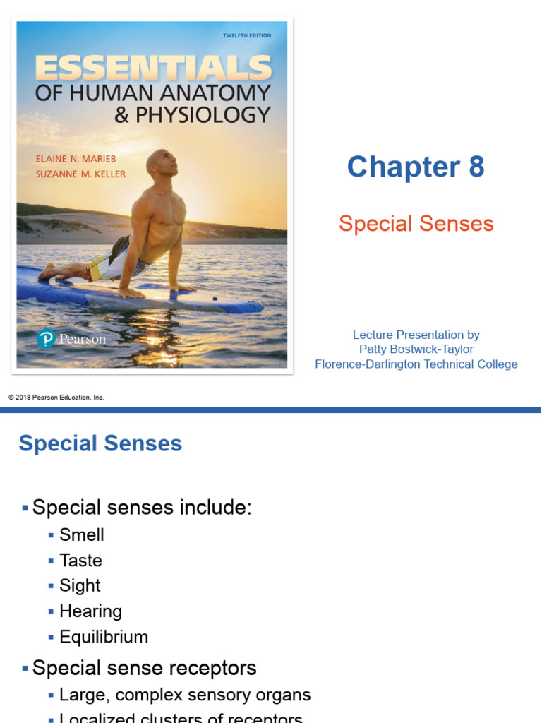 Copy of Ch 08 Lecture Presentation | PDF | Ear | Auditory System