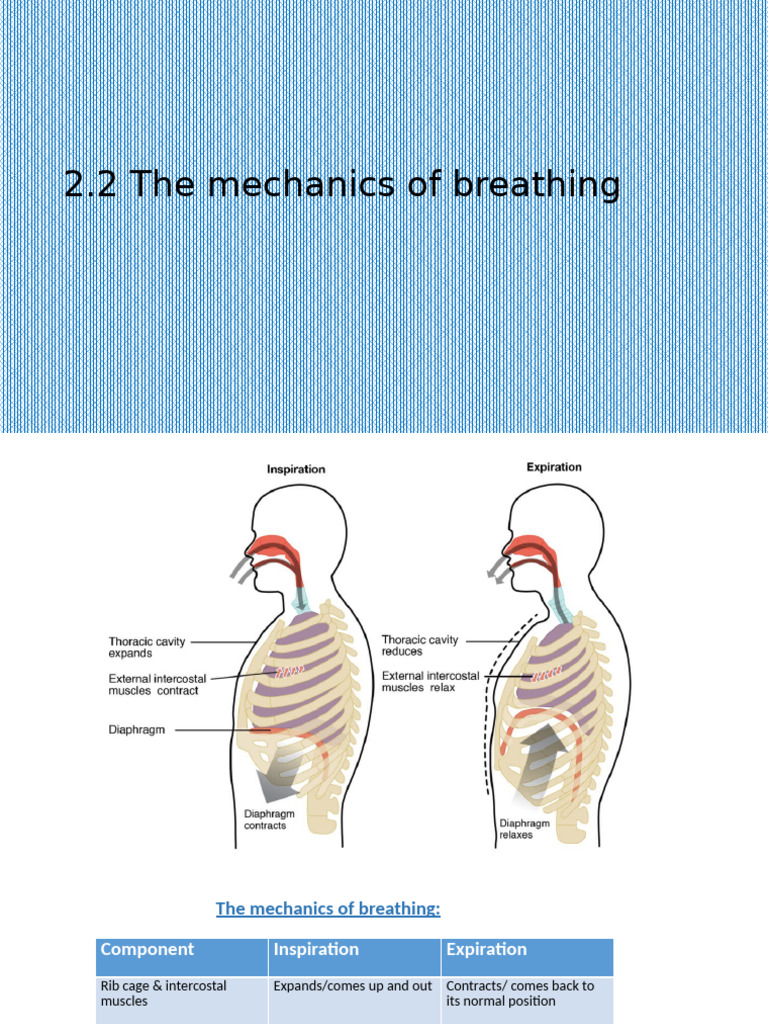 2.2 The Mechanics of Breathing | PDF