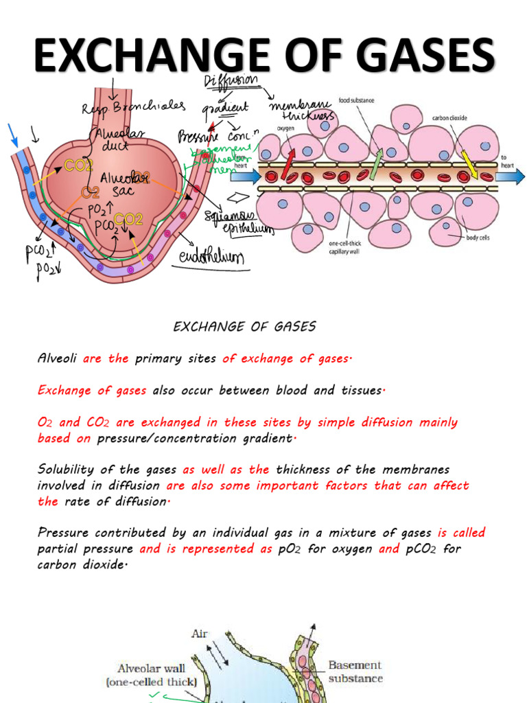 Gas Exchange and Transport in Humans | PDF | Hemoglobin | Carbon Dioxide