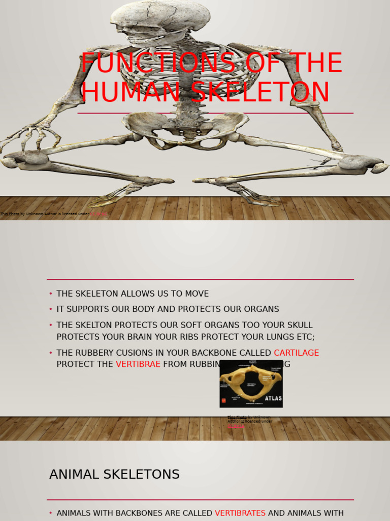 Functions Of The Human Skeleton Pdf Skeleton Musculoskeletal System