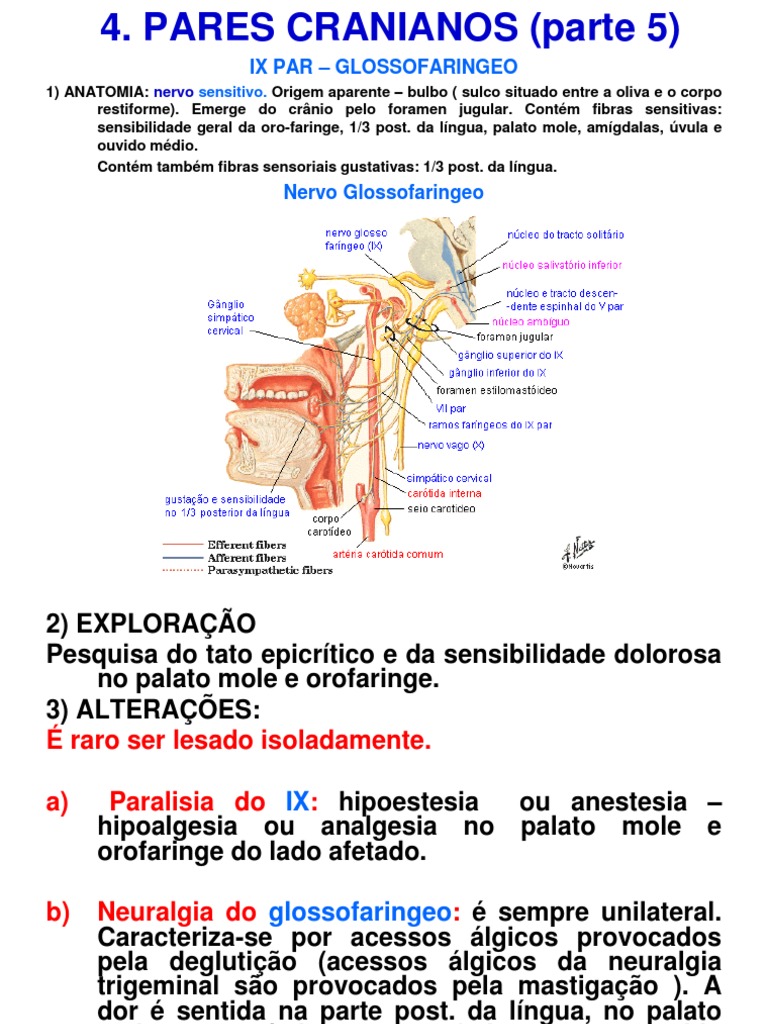 Ix Par - Glossofaringeo: Nervo | PDF | Laringe | Nervo