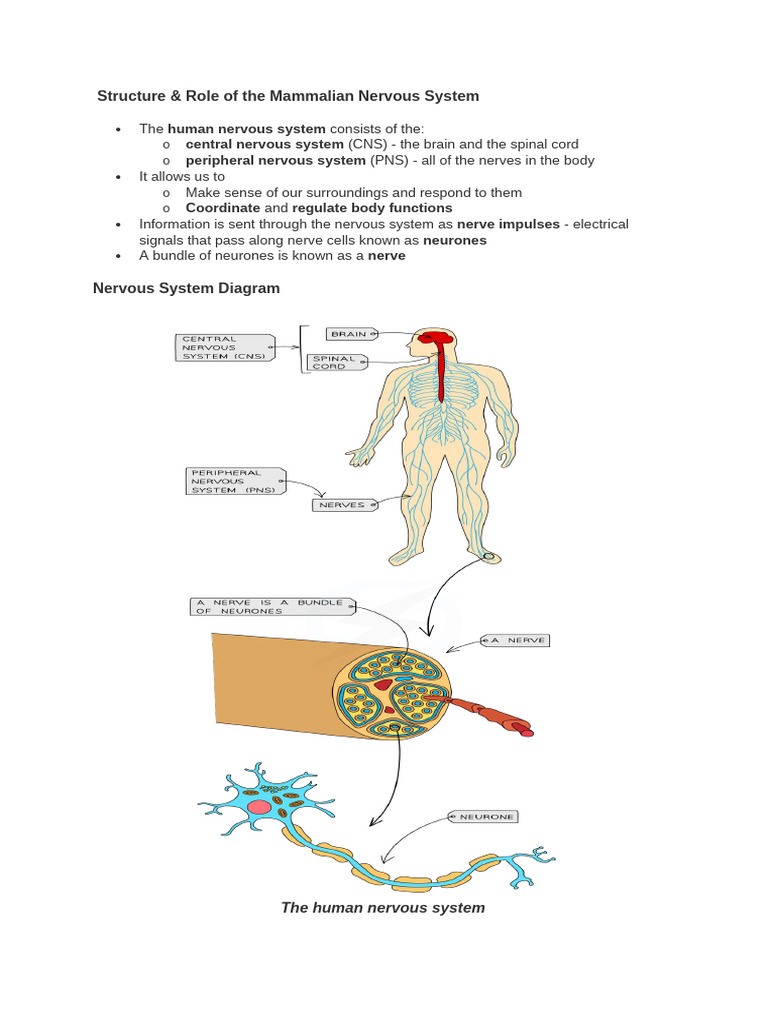 Mammalian Nervous System Overview | PDF | Chemical Synapse | Synapse