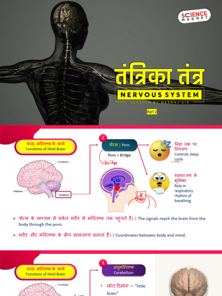 134) Cracker Nervous System PART 2 - PDF | PDF