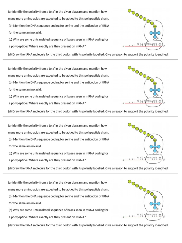 translation worksheet | PDF | Genetic Code | Nucleic Acid Sequence