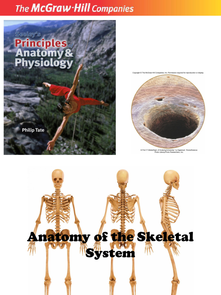 Anatomy of the Human Skeletal System | PDF | Skull | Vertebra