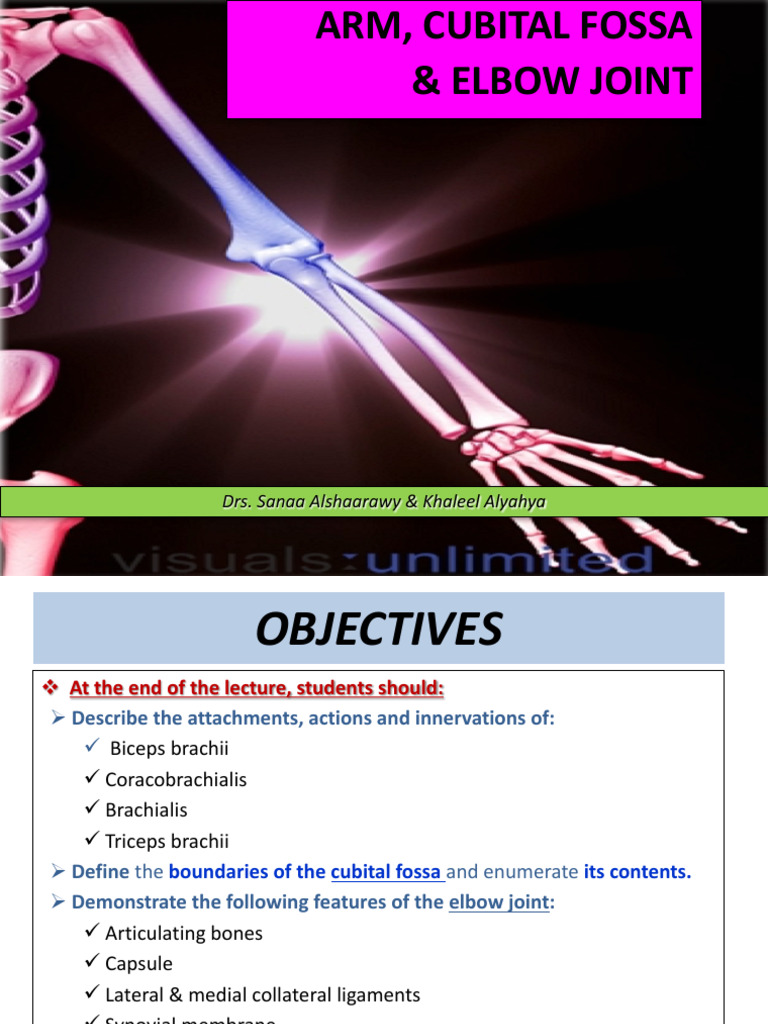 10-Arm & Elbow Joint | PDF | Elbow | Arm
