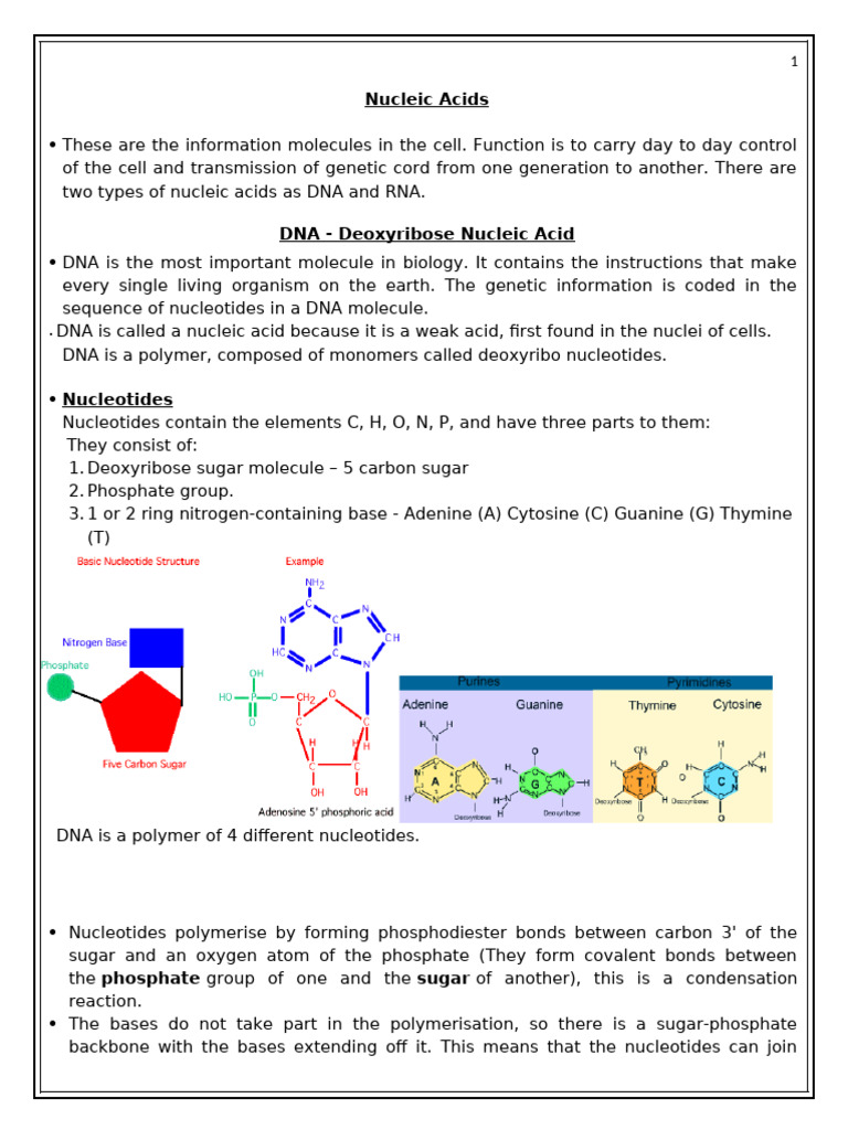 Nucleic Acid and Protein Synthesis | PDF | Dna | Rna