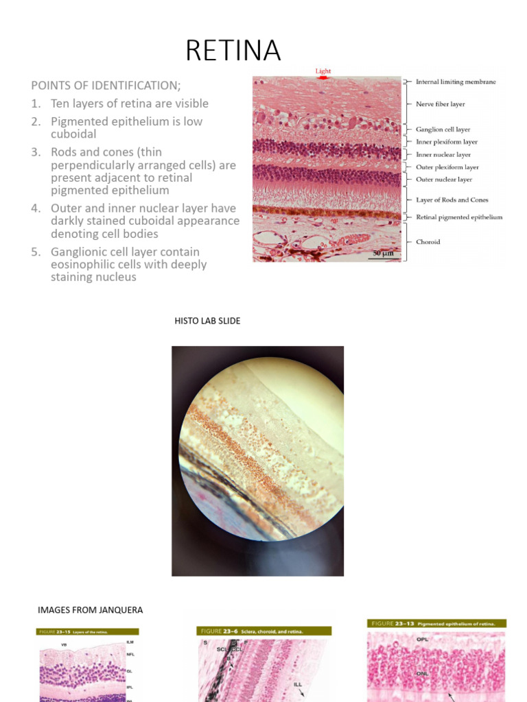 Retina Histology Identification Guide | PDF