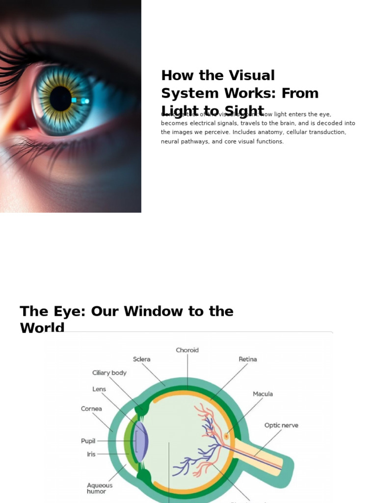 Understanding the Visual System Explained | PDF