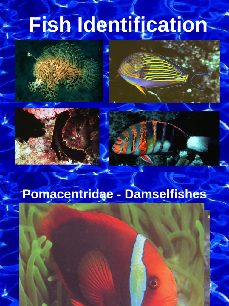 Comprehensive Fish Species Guide | PDF