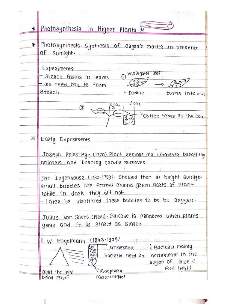 Photosynthesis in Higher Plant Class 11 | PDF