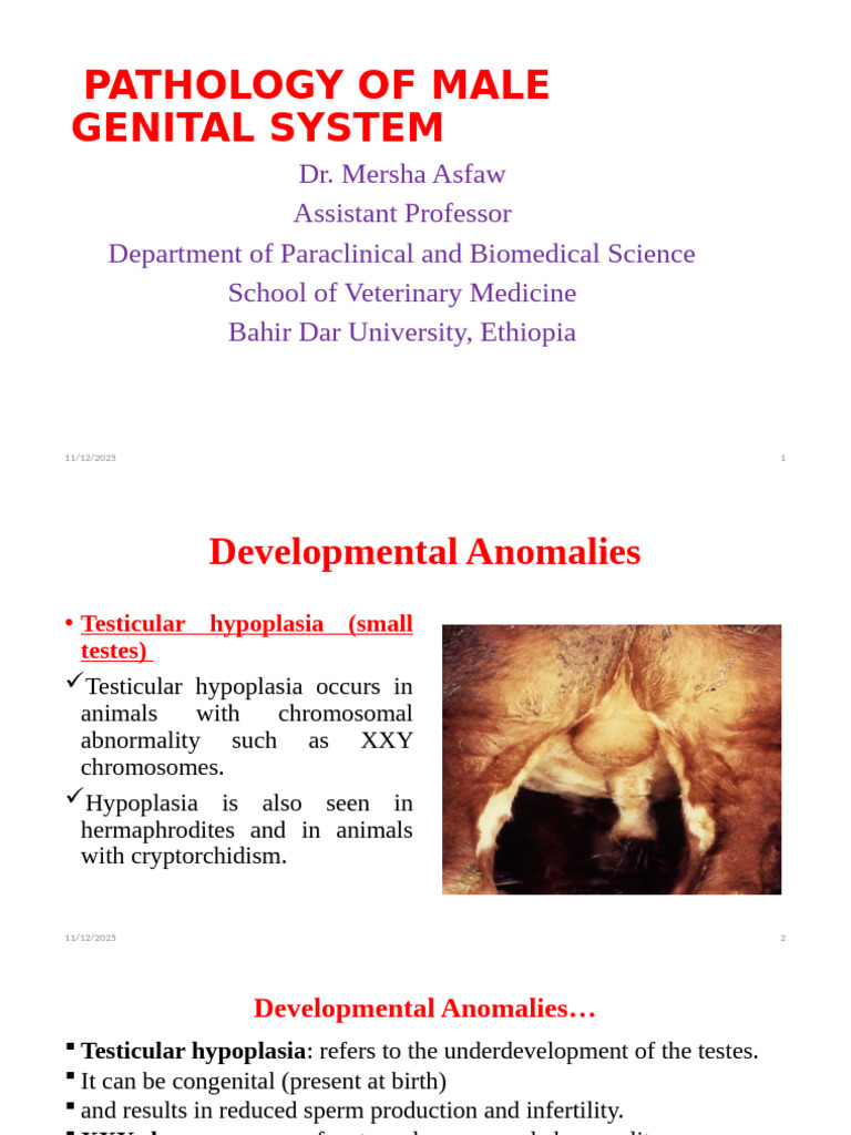 Male Genital System Pathology Overview | PDF | Testicle | Mammal ...