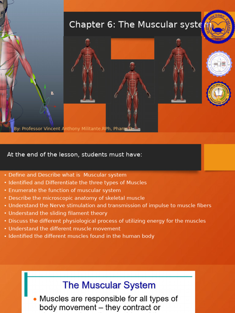 Chapter 6 Muscular System New | PDF