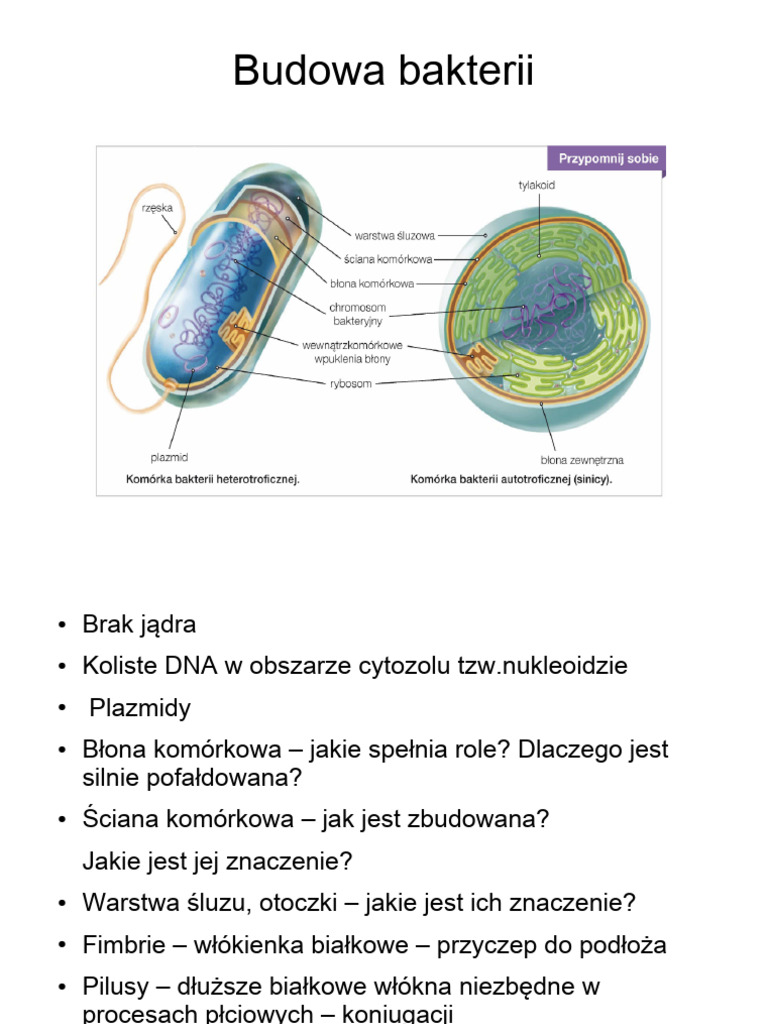 Budowa Bakterii | PDF