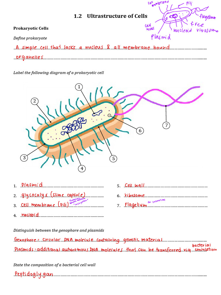 Cell Structure: Prokaryotic vs Eukaryotic | PDF | Endoplasmic Reticulum ...