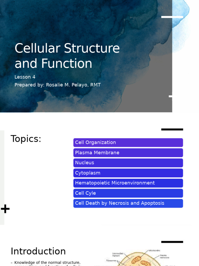 Lesson 4 Cellular Structure and Function | PDF | Mitosis | Apoptosis