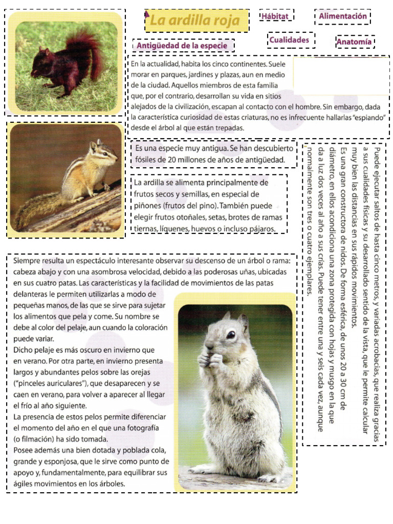 Actividad Texto Expositivo - ARDILLA | PDF