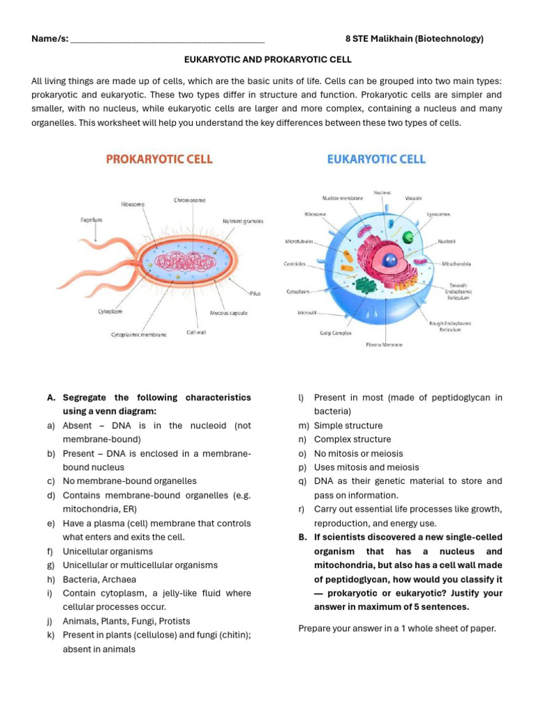 Prokaryotic vs Eukaryotic Cells Worksheet | PDF