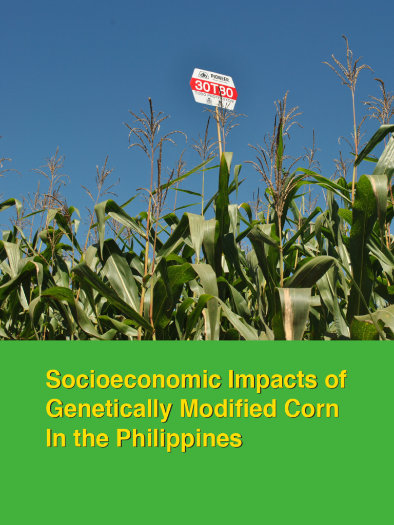 Socio Economic Impacts of BT Corn in Philippines | PDF | Genetically ...
