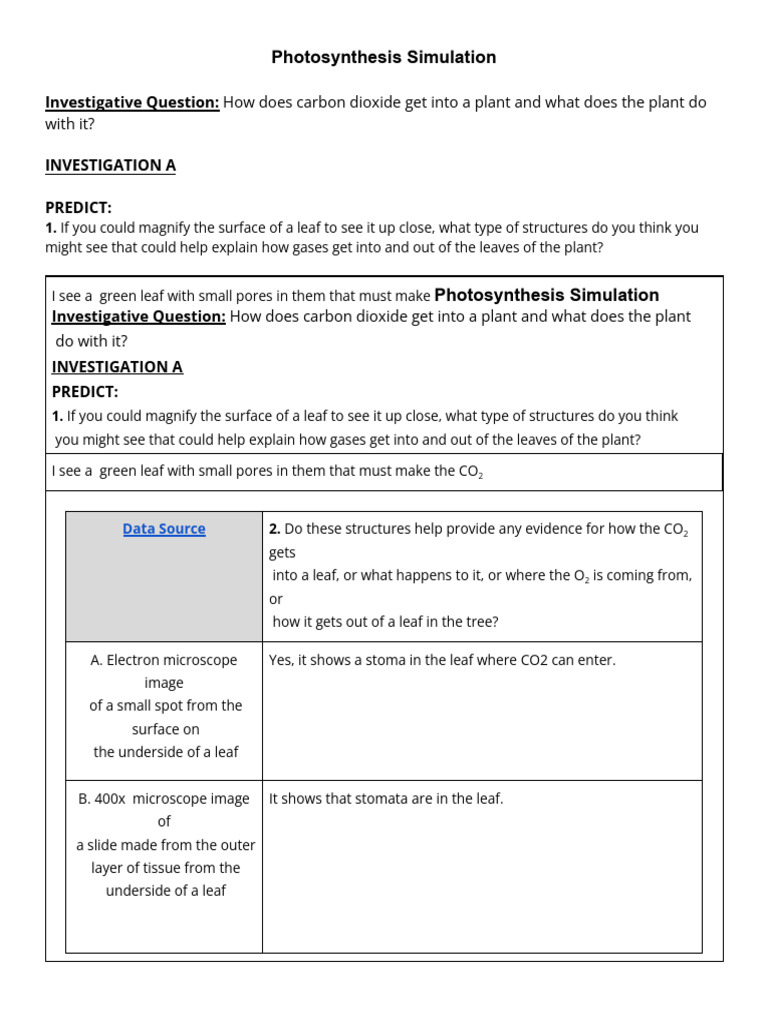 Photosynthesis Simulation | PDF | Stoma | Leaf