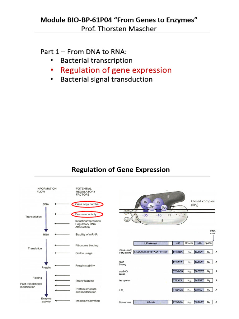 Genes To Enzymes - Part1 - Lecture3-4 | PDF | Repressor | Regulation Of Gene Expression