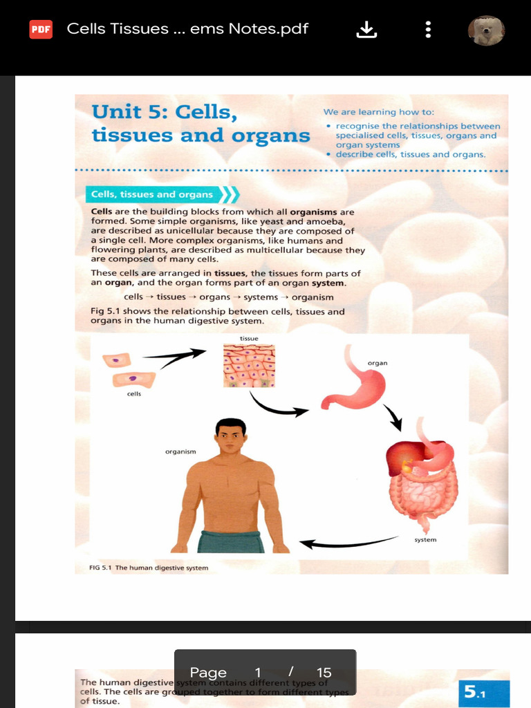 Cells Tissues Organs and Systems Notes - PDF - Google Drive | PDF
