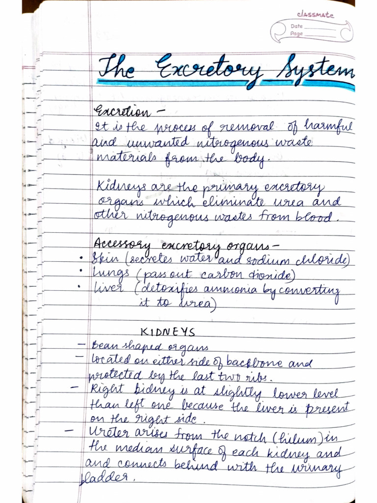 Excretory System Notes | PDF