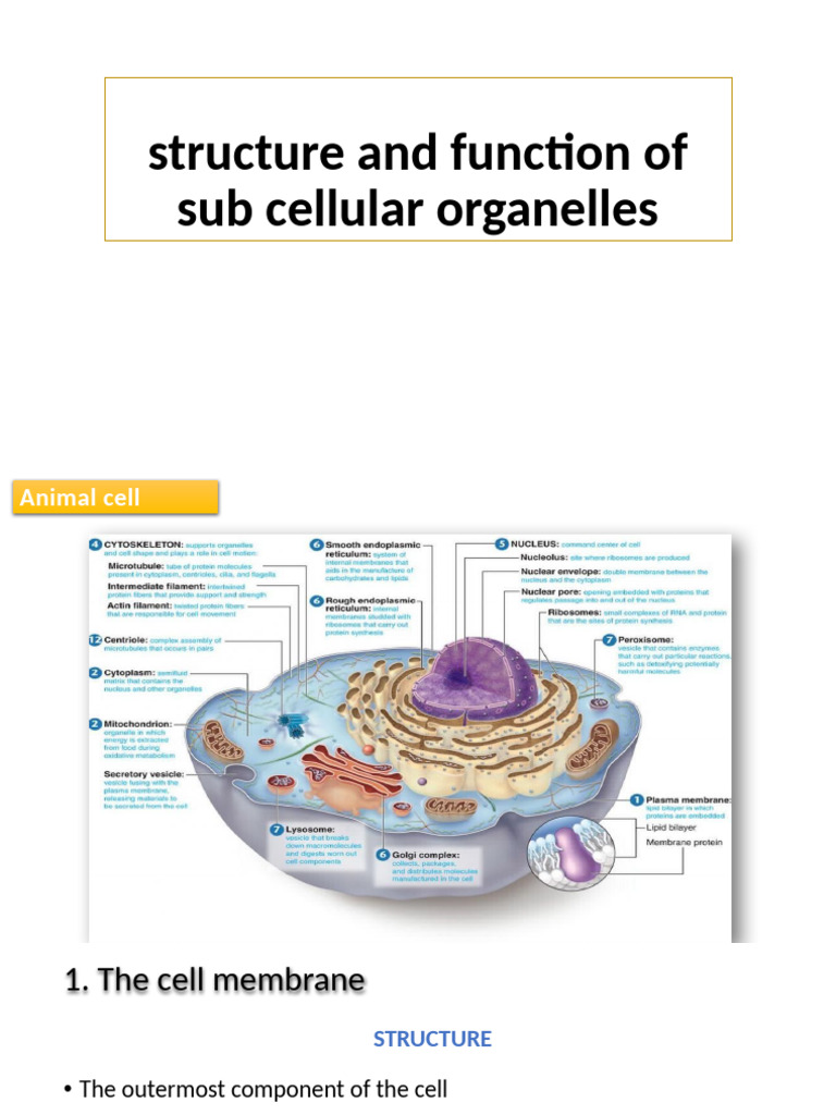 Structure and Function of Sub Cellular Organelles | PDF | Endoplasmic ...