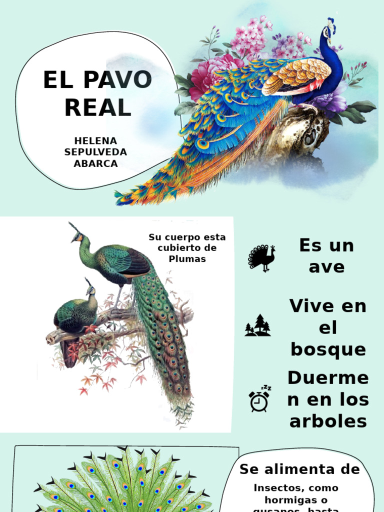 EL PAVO REAL | PDF