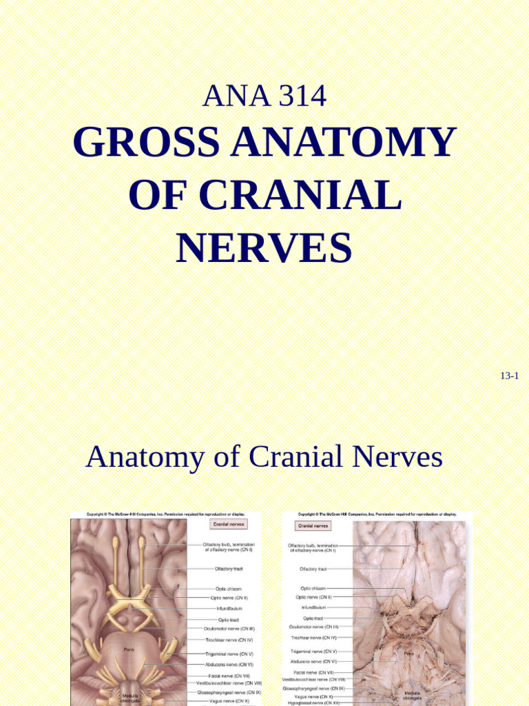 ANATOMY OF CRANIAL NERVES | PDF | Brainstem | Visual System