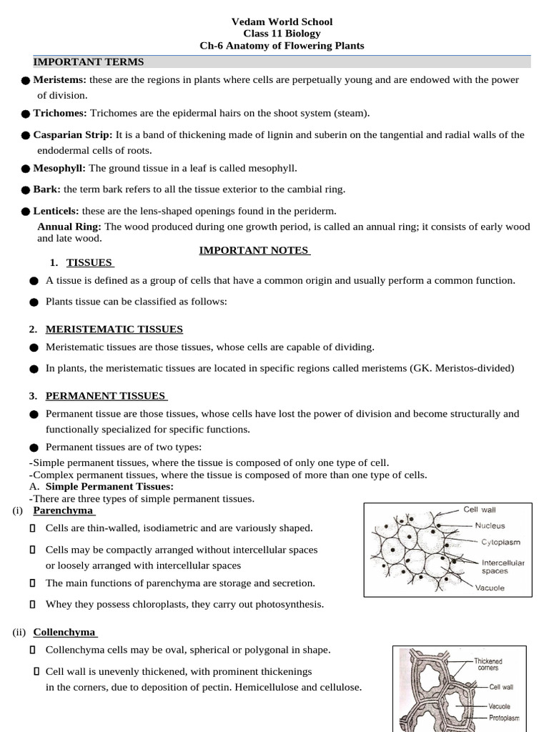 CL 11 BIO CH 6 Anatomy of Flowering Plants | PDF | Plant Stem | Tissue ...