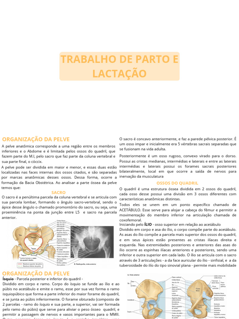 Anatomia da Pelve e Trabalho de Parto | PDF | Pélvis | Quadril