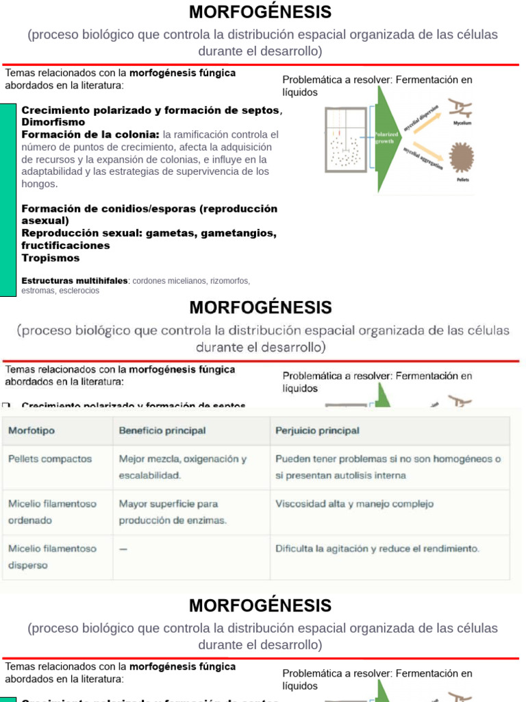Teorica FiFu - 13 | PDF | Hongo | Nucleo celular