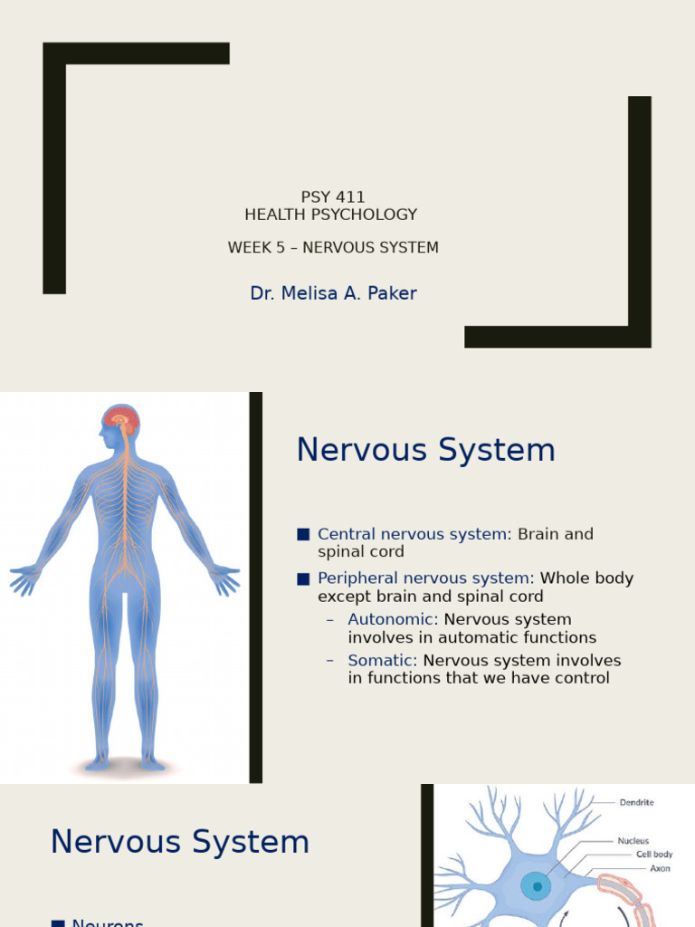 Week 5 - Nervous System | PDF | Brain | Nervous System