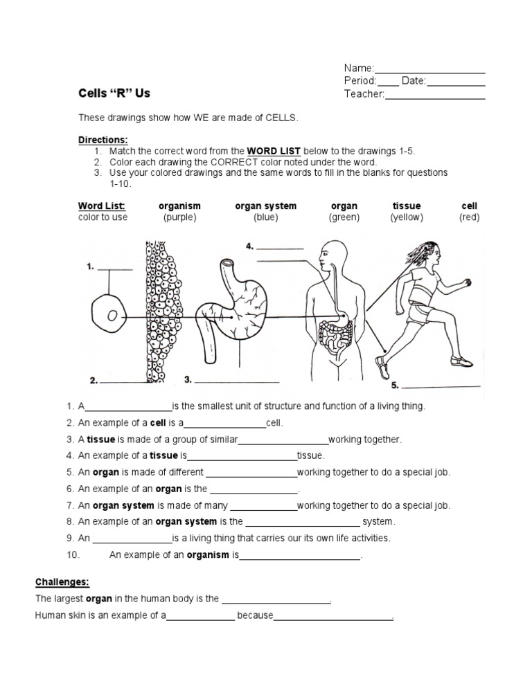 Cells, Tissues, and Organ Systems Worksheet | PDF | Organ (Anatomy ...