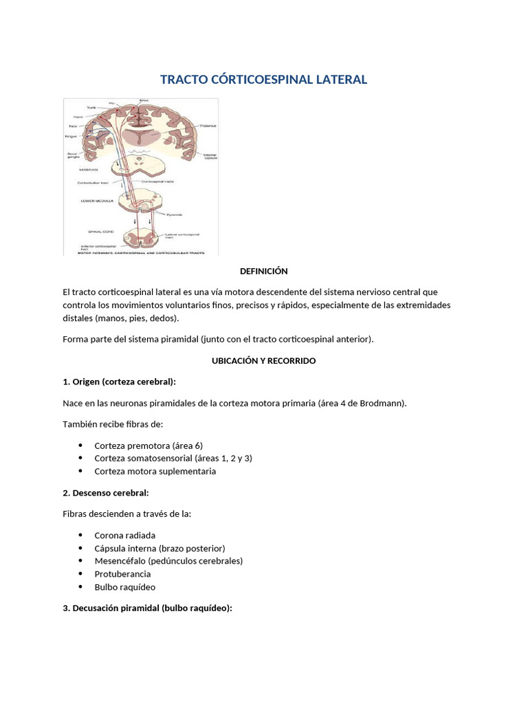 Tracto Corticoespinal Lateral: Función y Anatomía | PDF | Neurona ...